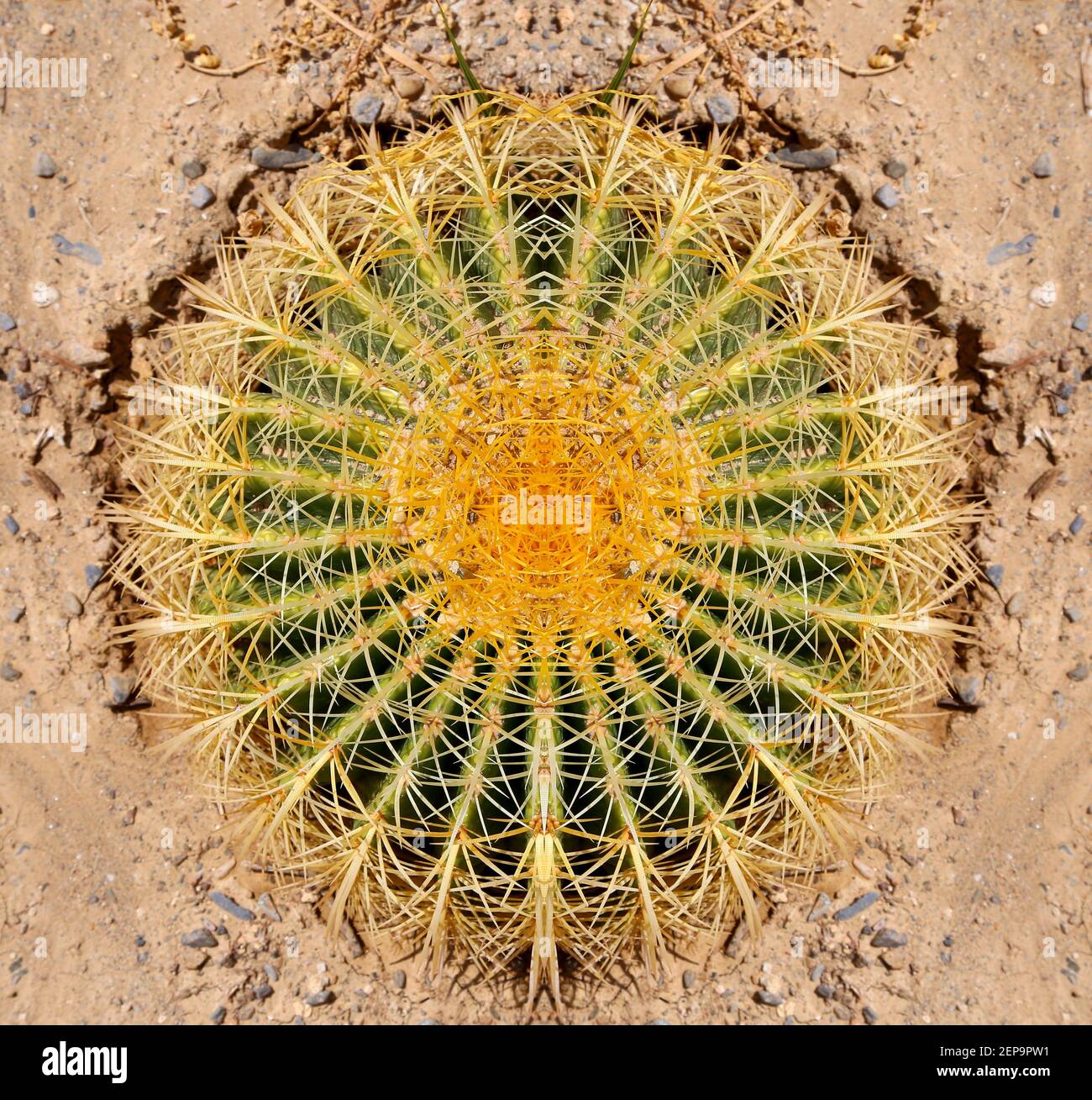 Barrel Cactus closeup. Found in the deserts of Southwestern North ...