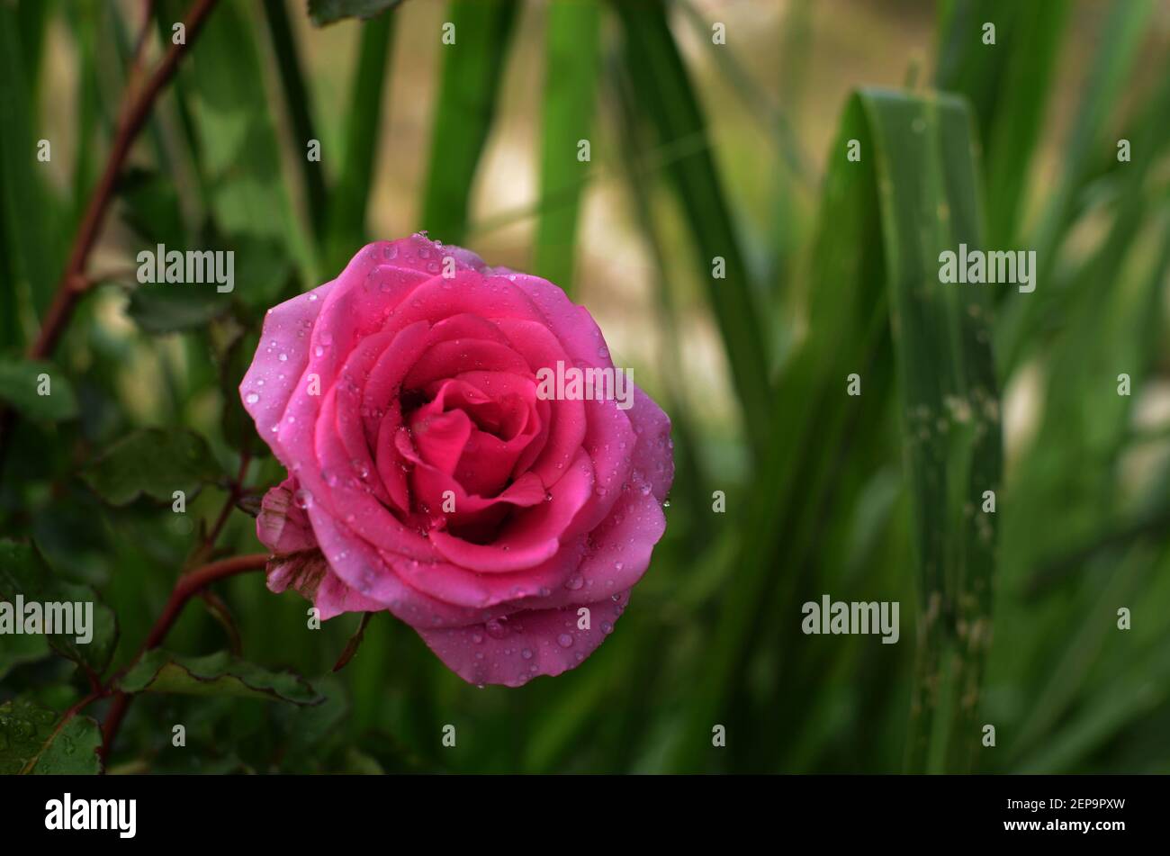 pink rose flower with water drop and blur background Stock Photo - Alamy