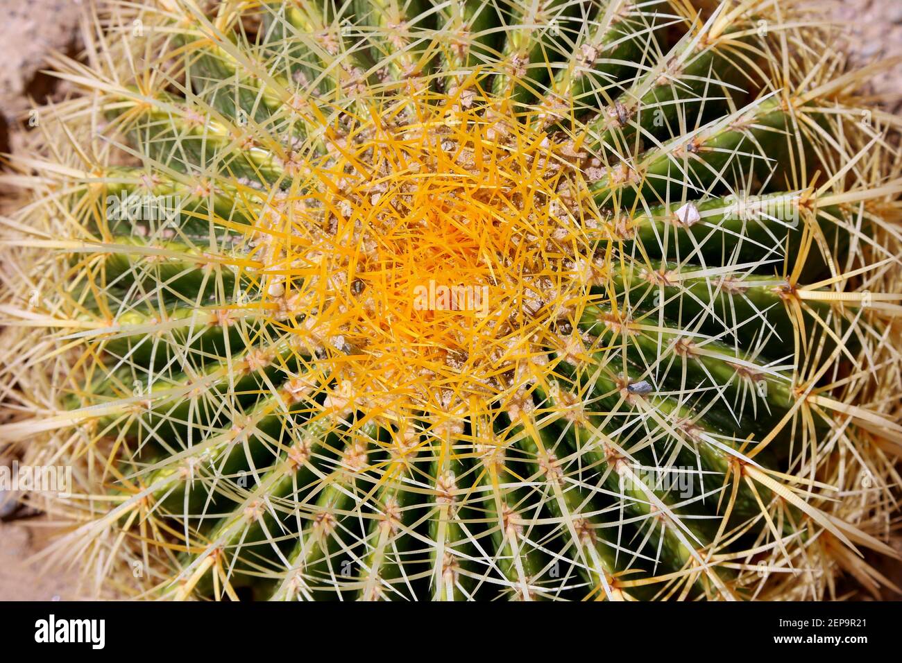 Barrel Cactus closeup. Found in the deserts of Southwestern North ...