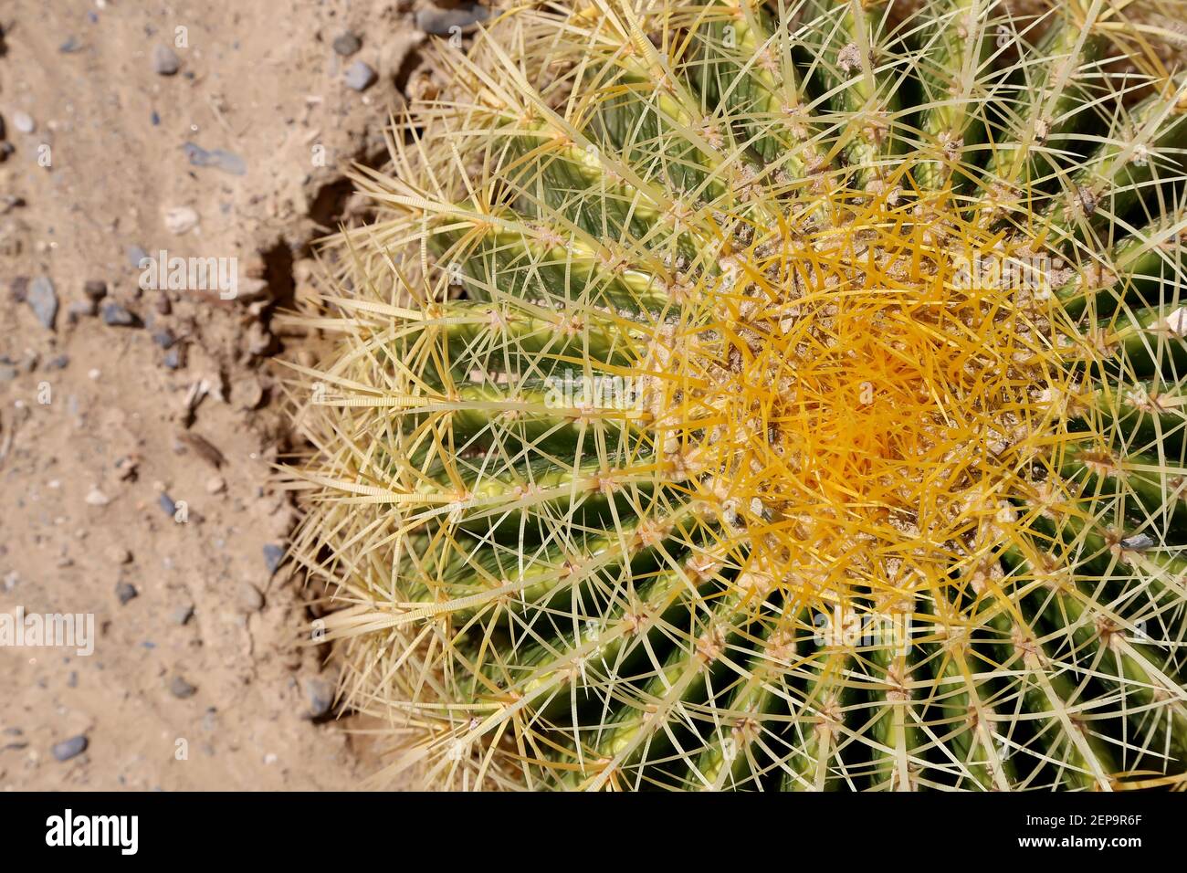 Barrel Cactus closeup. Found in the deserts of Southwestern North ...