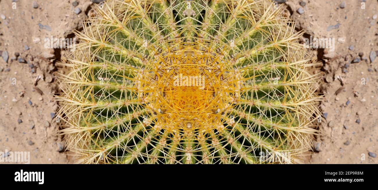 Barrel Cactus closeup. Found in the deserts of Southwestern North America Stock Photo - Alamy