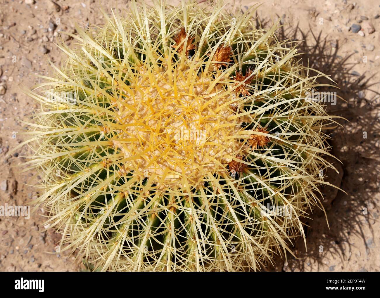 Barrel Cactus closeup. Found in the deserts of Southwestern North ...