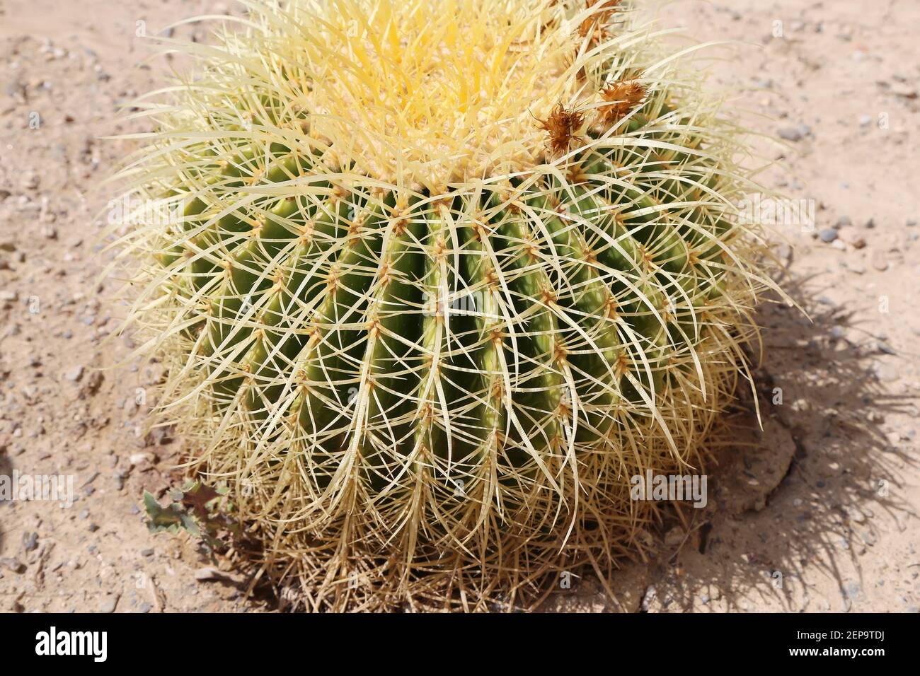 Barrel Cactus closeup. Found in the deserts of Southwestern North ...