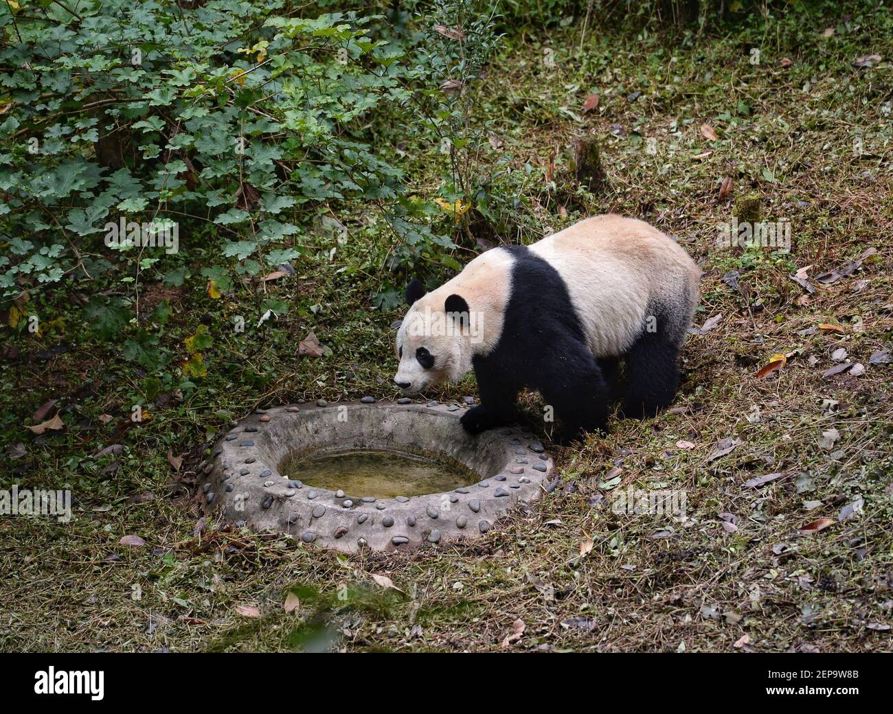 Panda Bei Bei walks around at the China Giant Panda Protection Research ...