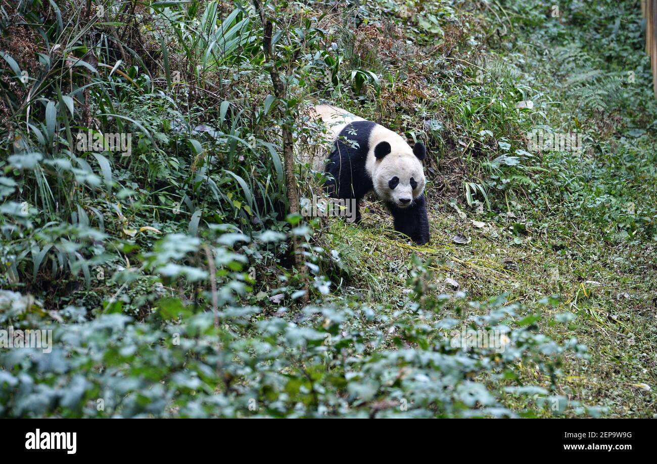 Panda Bei Bei walks around at the China Giant Panda Protection Research ...