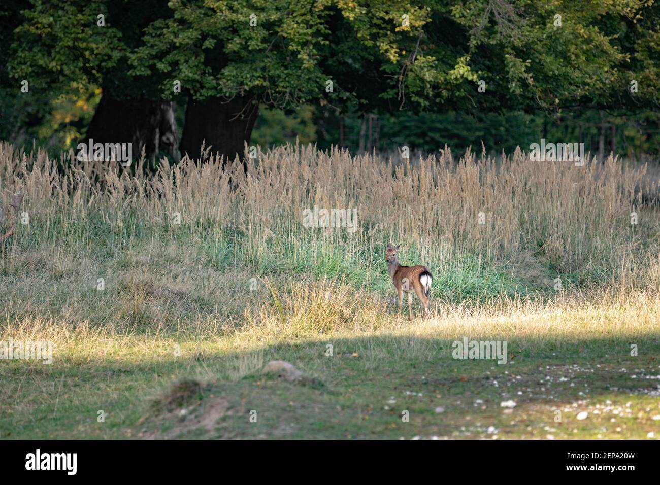 Dyrehaven park copenhagen hi-res stock photography and images - Alamy