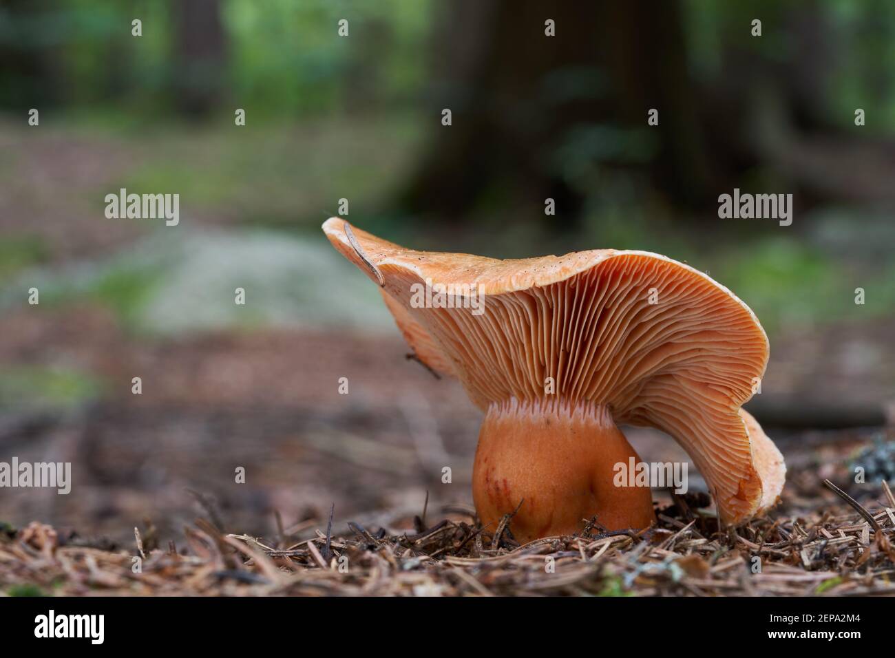 Edible mushroom Lactarius deterrimus in the spruce forest. Known as ...