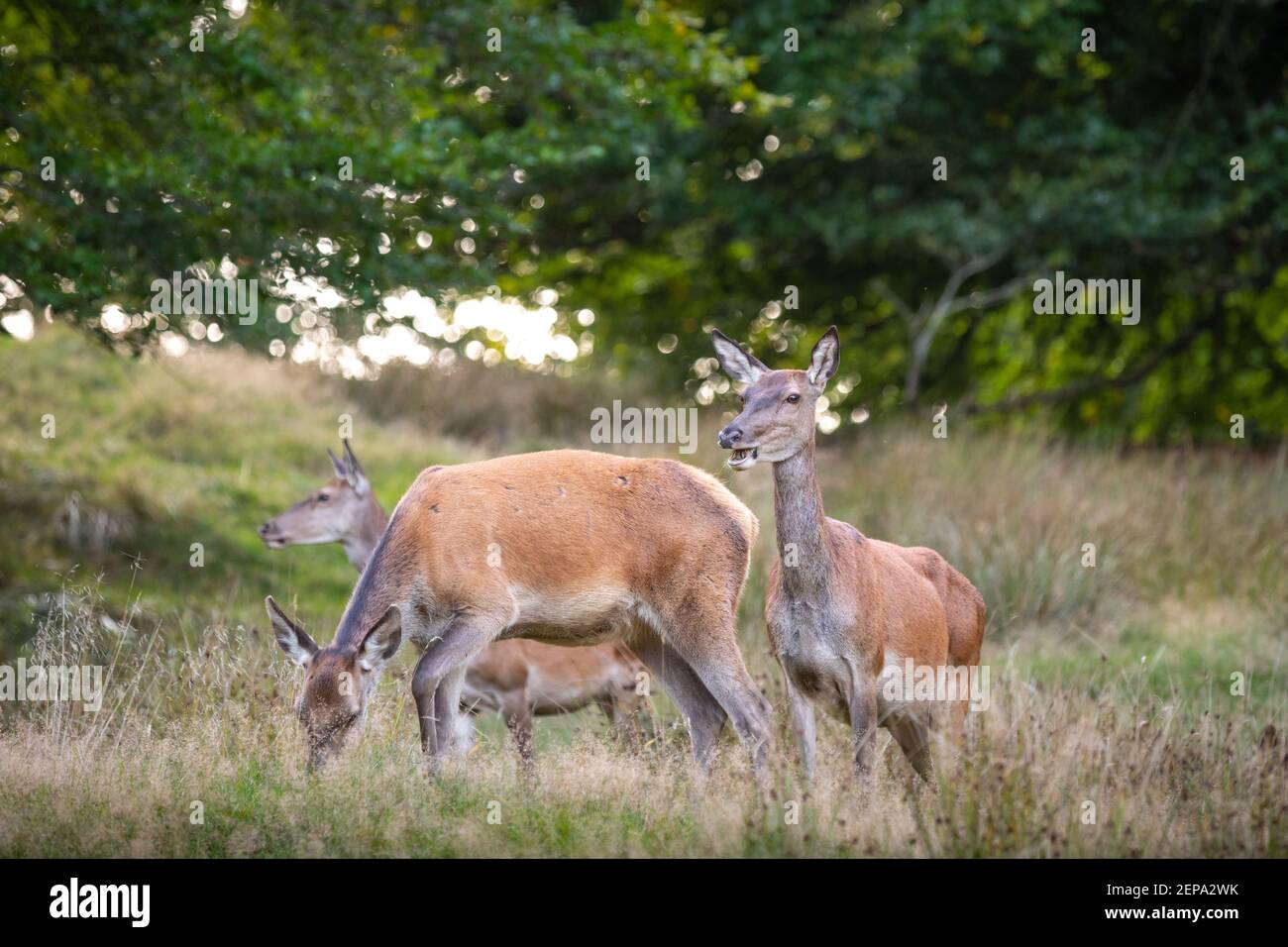 Dyrehaven park copenhagen hi-res stock photography and images - Alamy