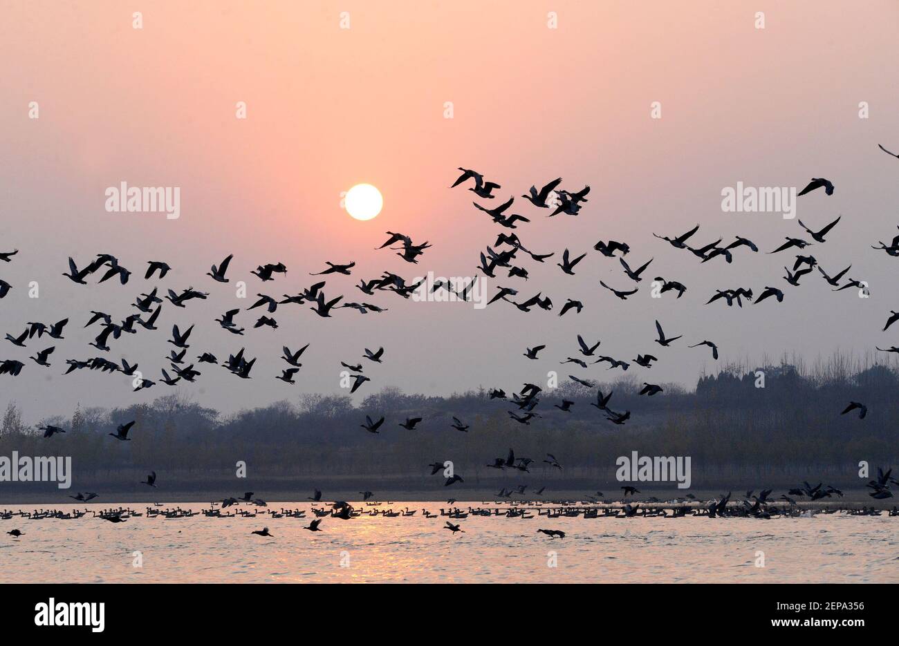 Hebei,CHINA-Tens of thousands of wild geese fly to Yiquan lake in ...