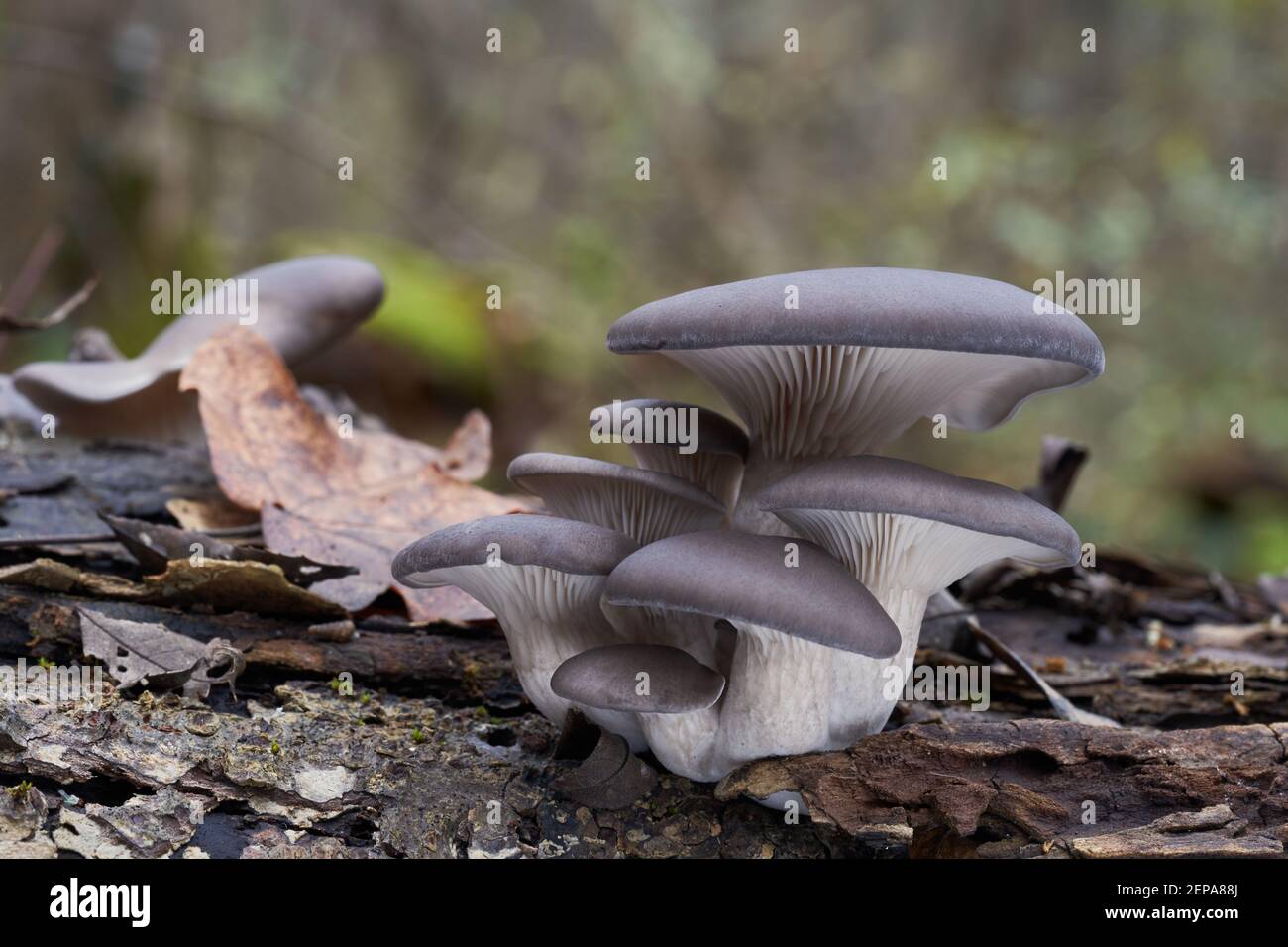Edible mushroom Pleurotus ostreatus in the floodplain forest. Known as oyster fungus. Group of ...