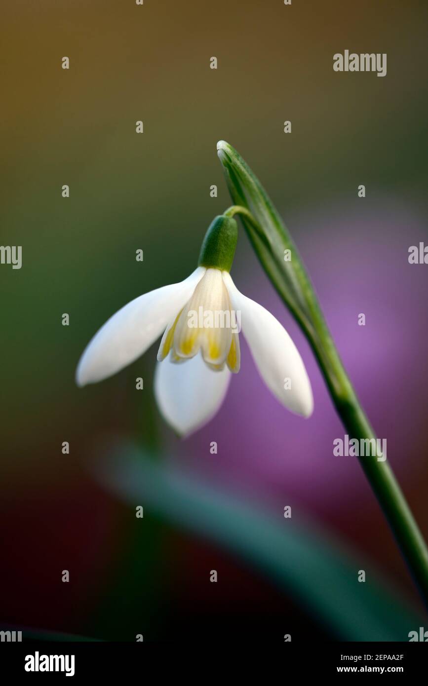 galanthus das gelbe vom ei,Galanthus The Yellow of the Egg,yellow ...
