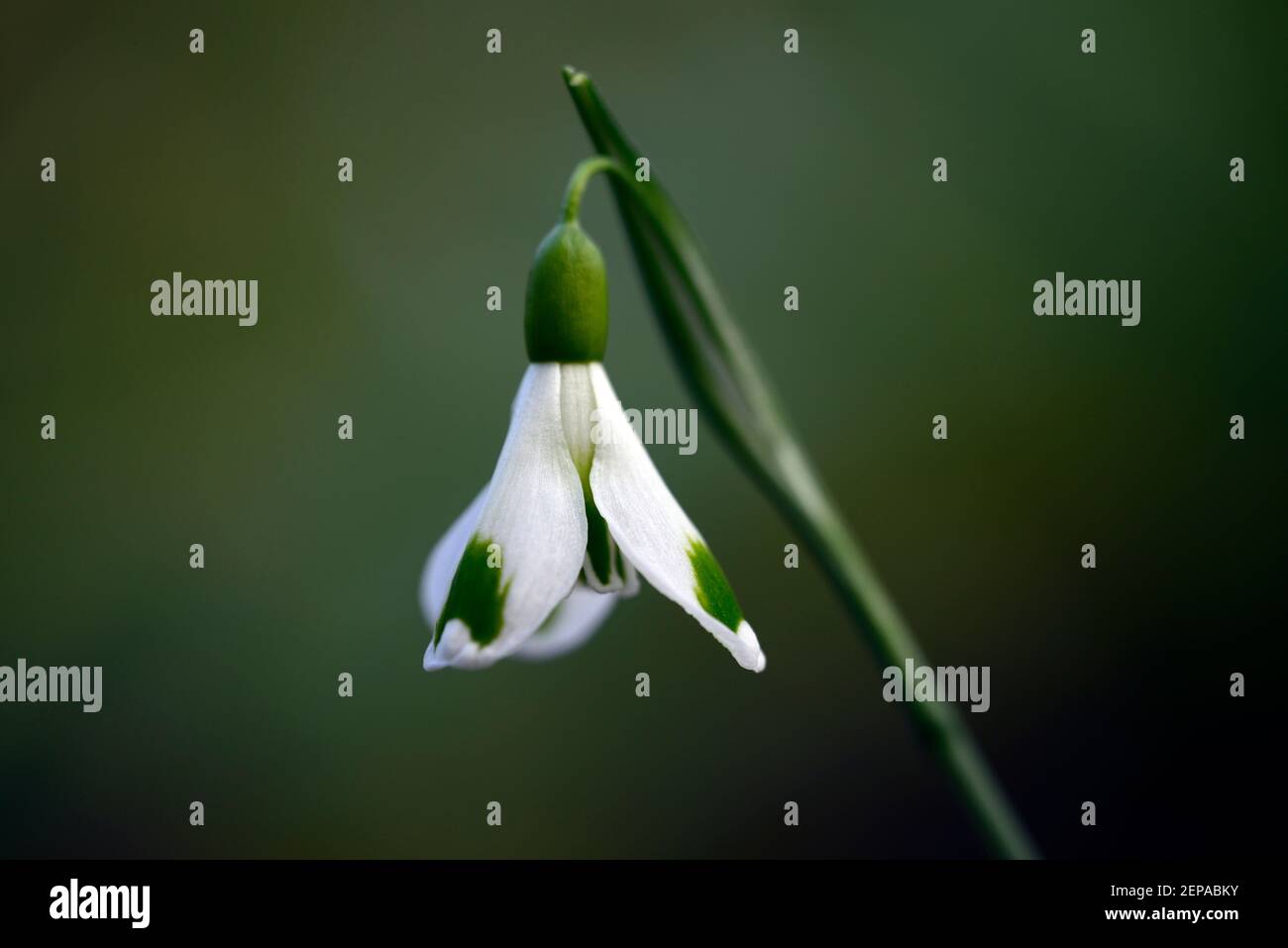 Virescents hi-res stock photography and images - Alamy