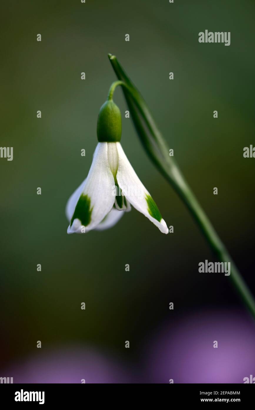 Galanthus tilly hi-res stock photography and images - Alamy