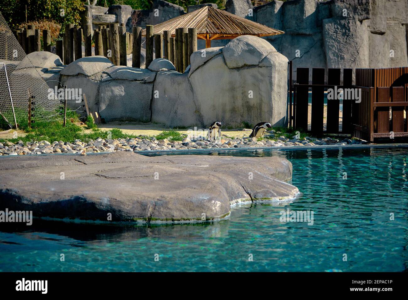 Pingu hi-res stock photography and images - Alamy