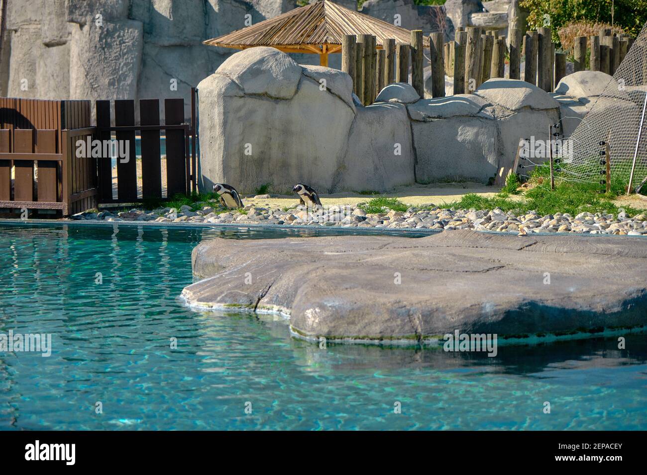 Pingu hi-res stock photography and images - Alamy