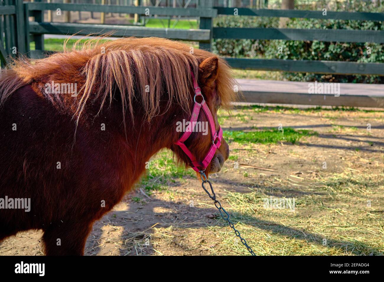 A very cute shetland pony horse standing on soil in its barn covered by ...