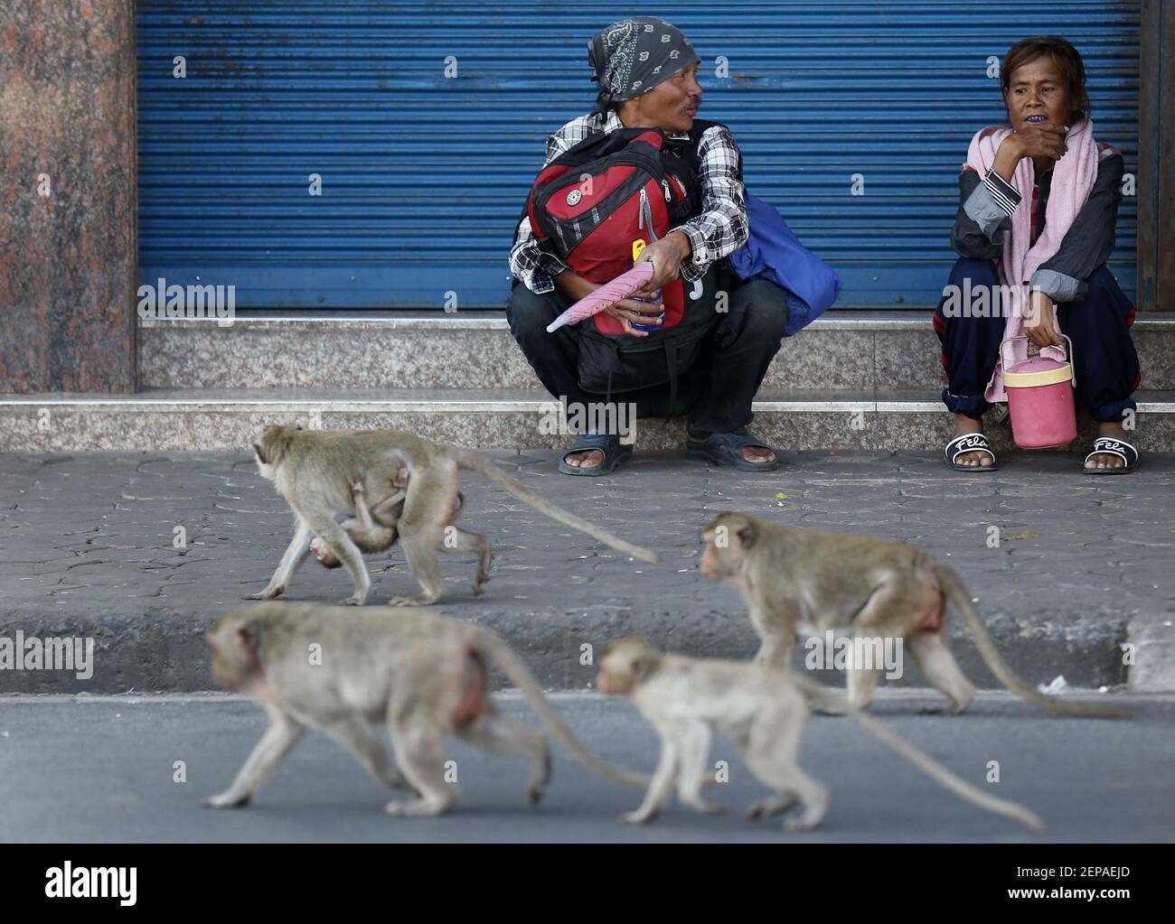 Monkeys walk past people during the 31st annual Monkey Buffet Festival ...