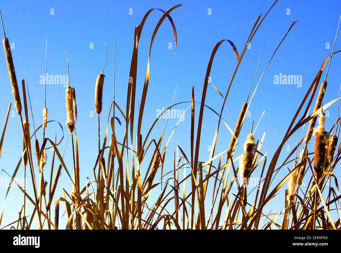 River plants hi-res stock photography and images - Alamy