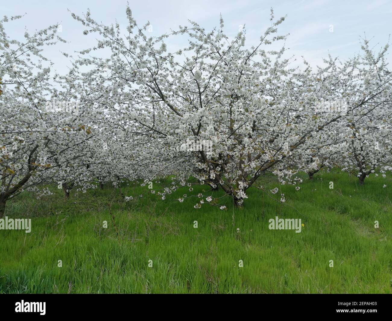 Agro-industrial garden with trees and culturally grown flowers. Nature ...