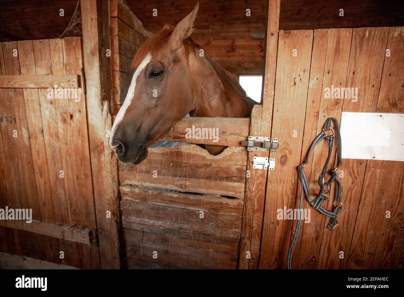 Breeding horse for equestrian sport. Horse head close up in a rural ...