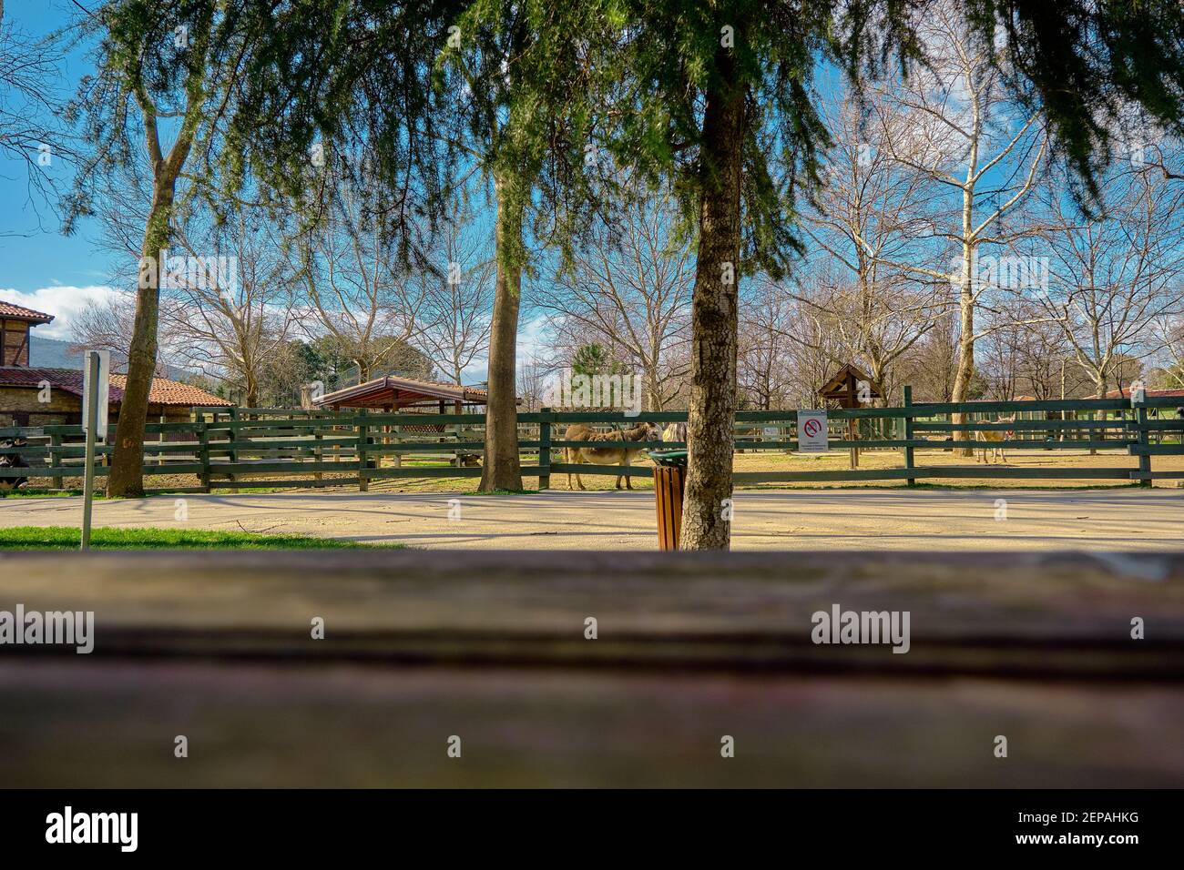 Groups of donkeys in their open barn behind the green color fences made ...