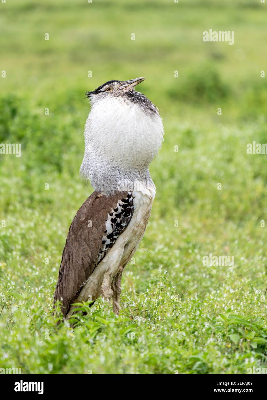 Kori bustard (Ardeotis kori) courtship ritual in Ngorongoro, Tanzania ...