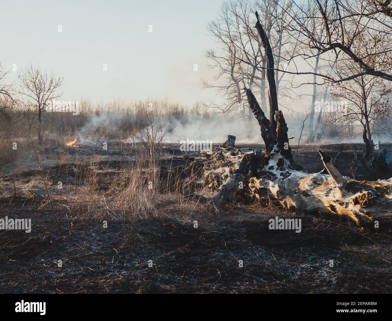 Forest fire, large burned trunk and flames on grass Stock Photo - Alamy