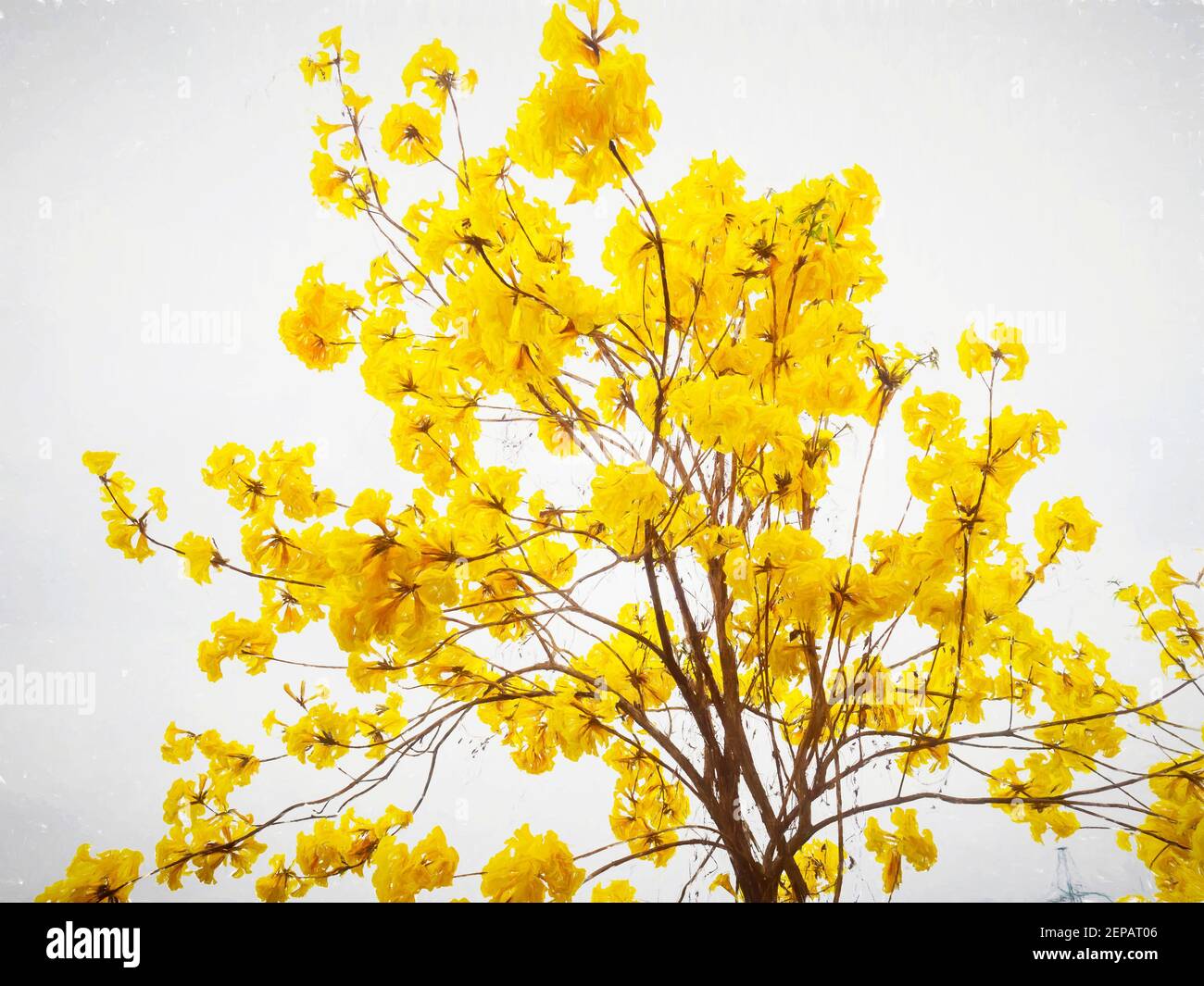 spring and summer garden Stock Photo - Alamy