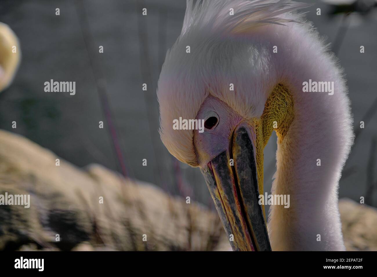 Close up photo of magnificent birds of pelican. Detailed glance and eye ...