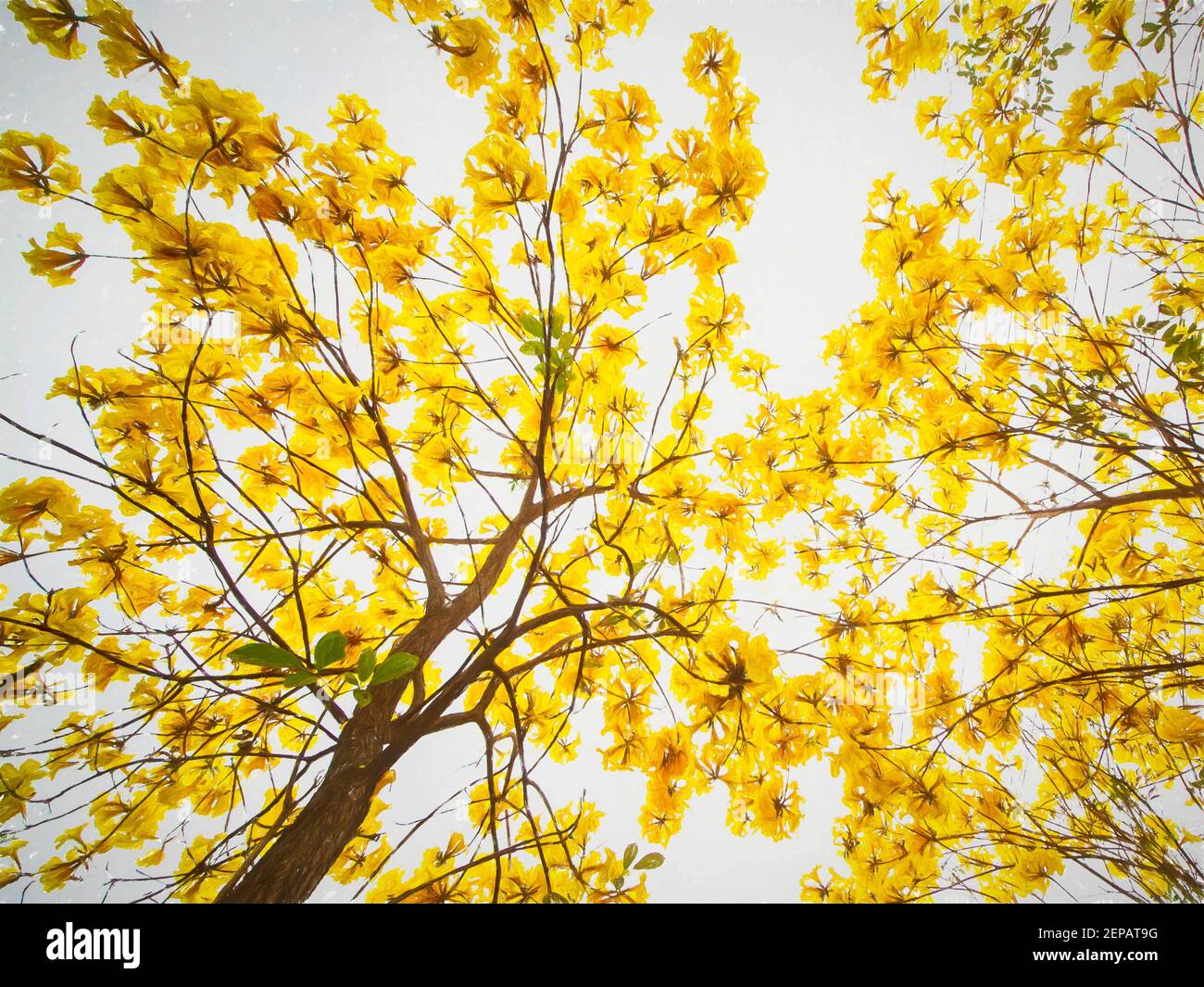 spring and summer garden Stock Photo - Alamy