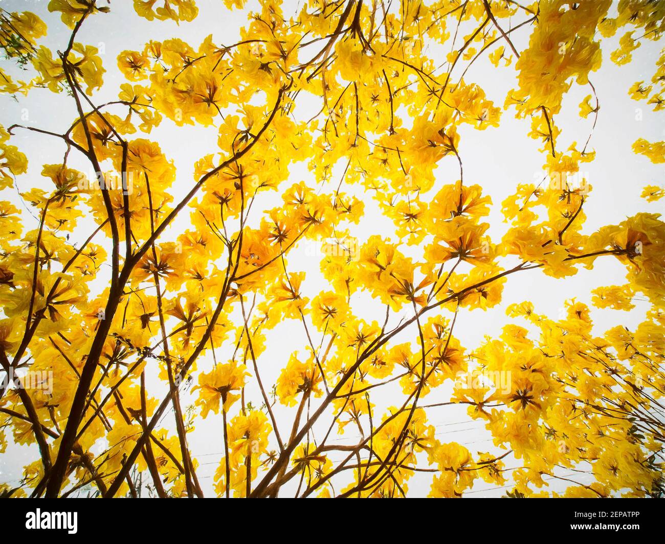 spring and summer garden Stock Photo - Alamy