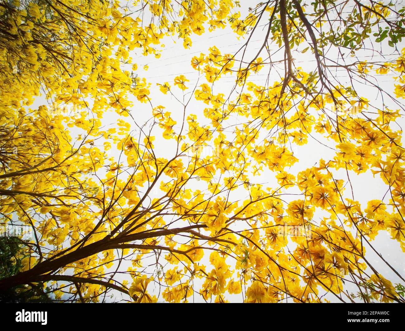 Beautiful tabebuia argentea flower hi-res stock photography and images ...