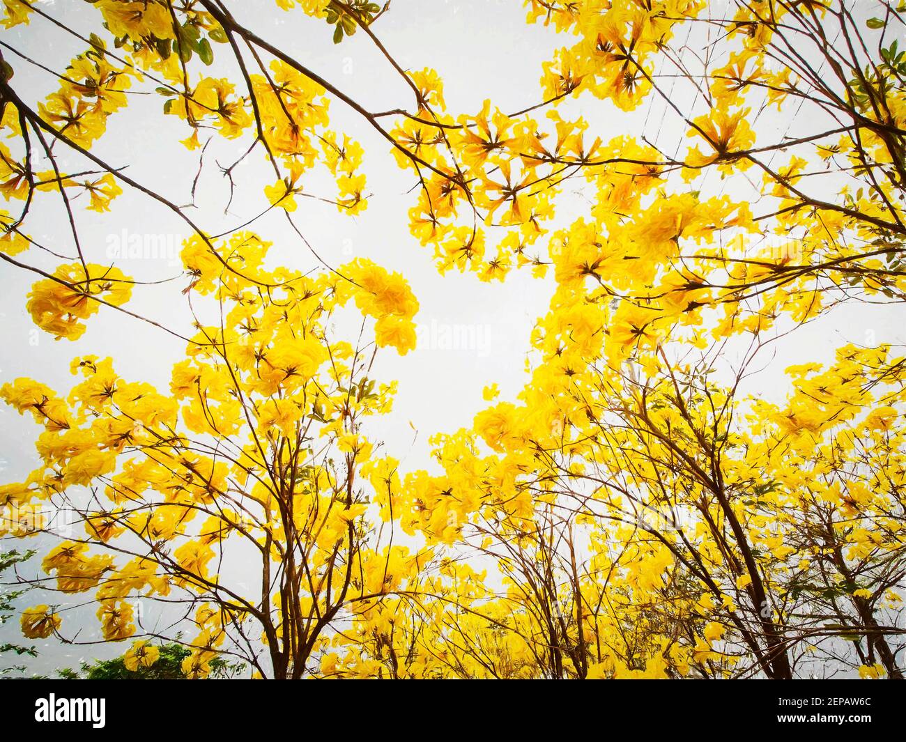 spring and summer garden Stock Photo - Alamy