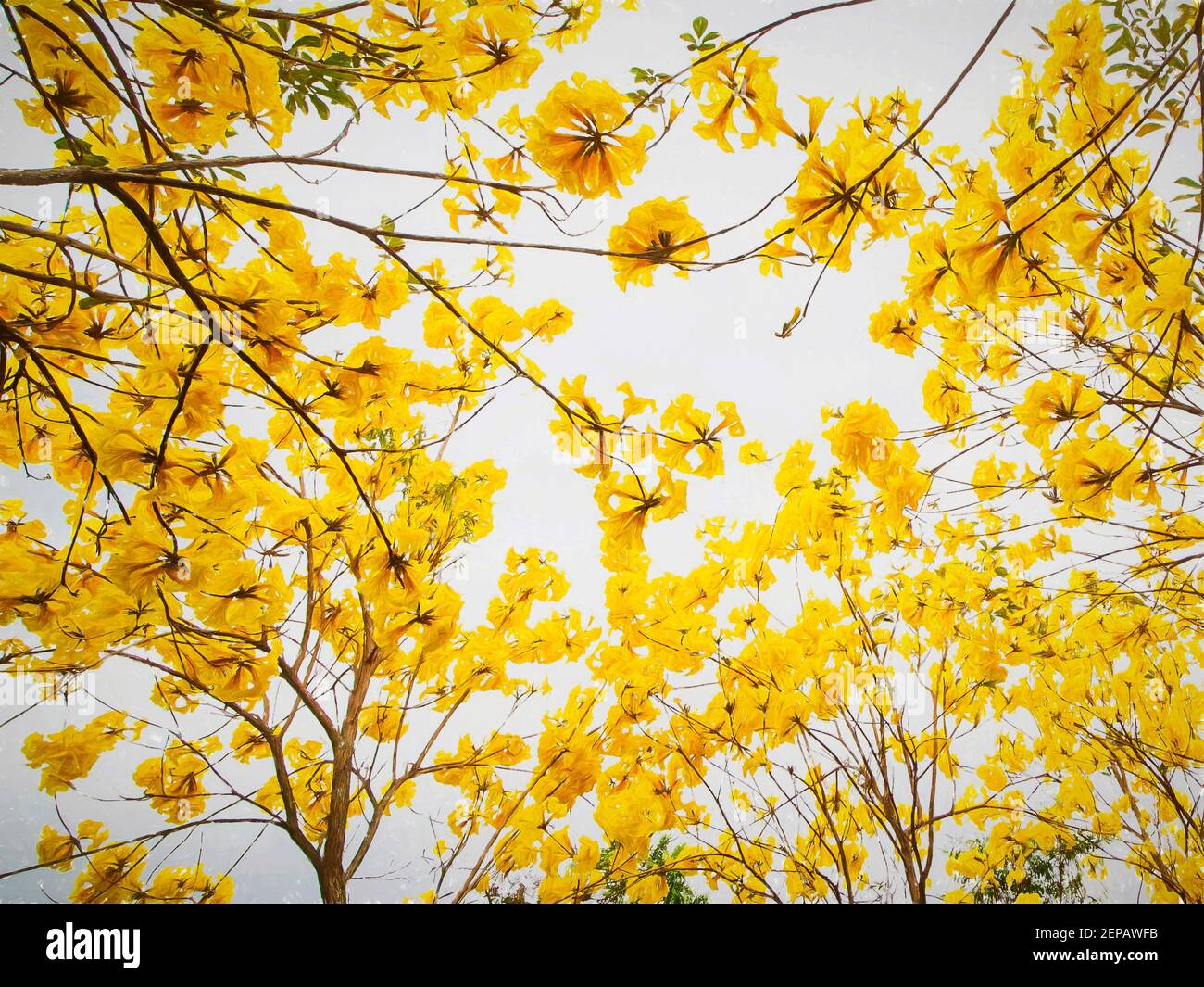Beautiful tabebuia argentea flower hi-res stock photography and images ...