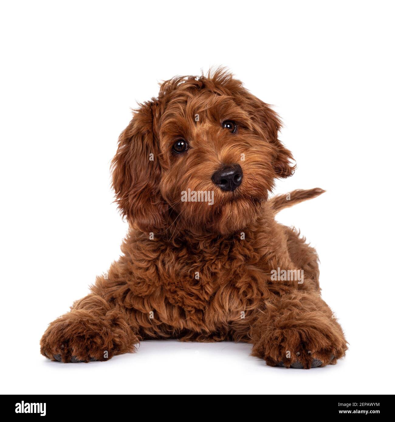 Adorable red Cobberdog pup, laying down with front paws stretched ...