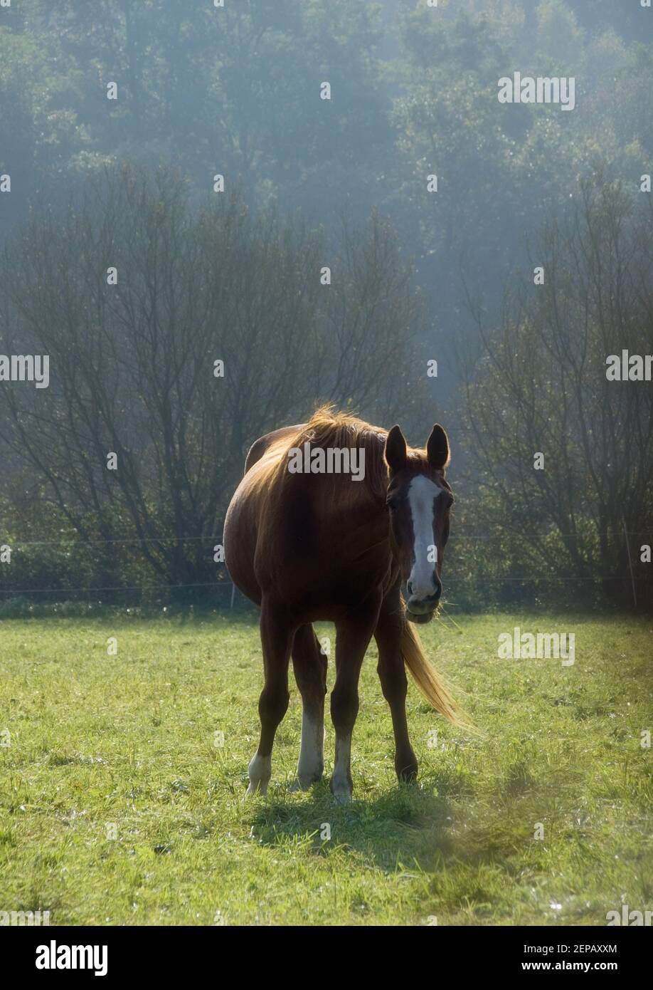 Chestnut red coat hi-res stock photography and images - Alamy