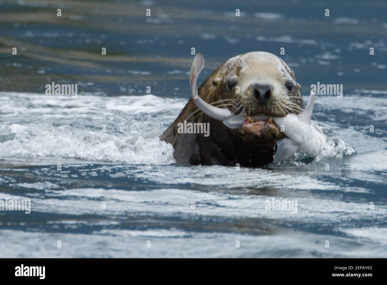 Canada seal hunt hi-res stock photography and images - Alamy
