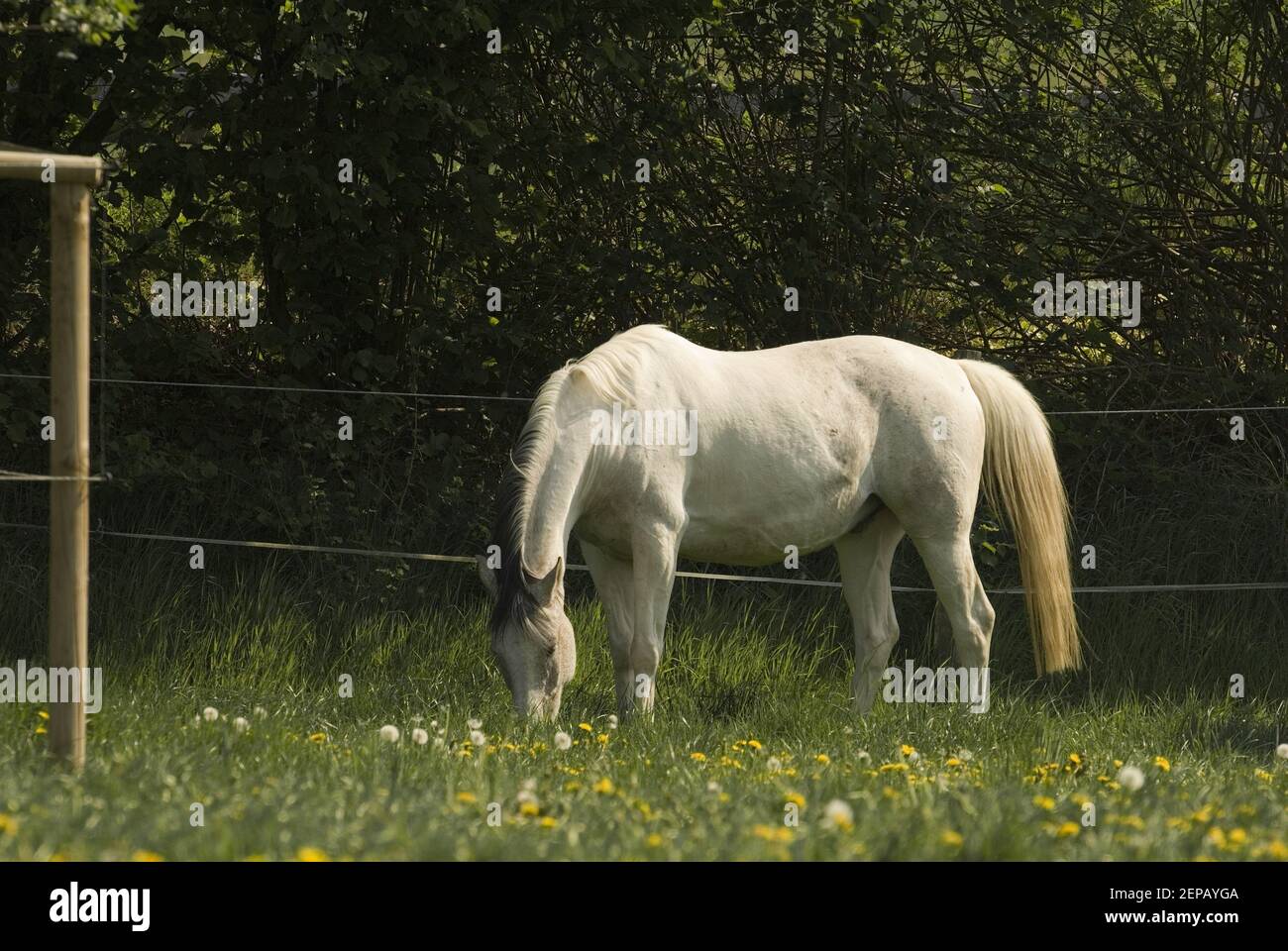 First Grass High Resolution Stock Photography and Images - Alamy