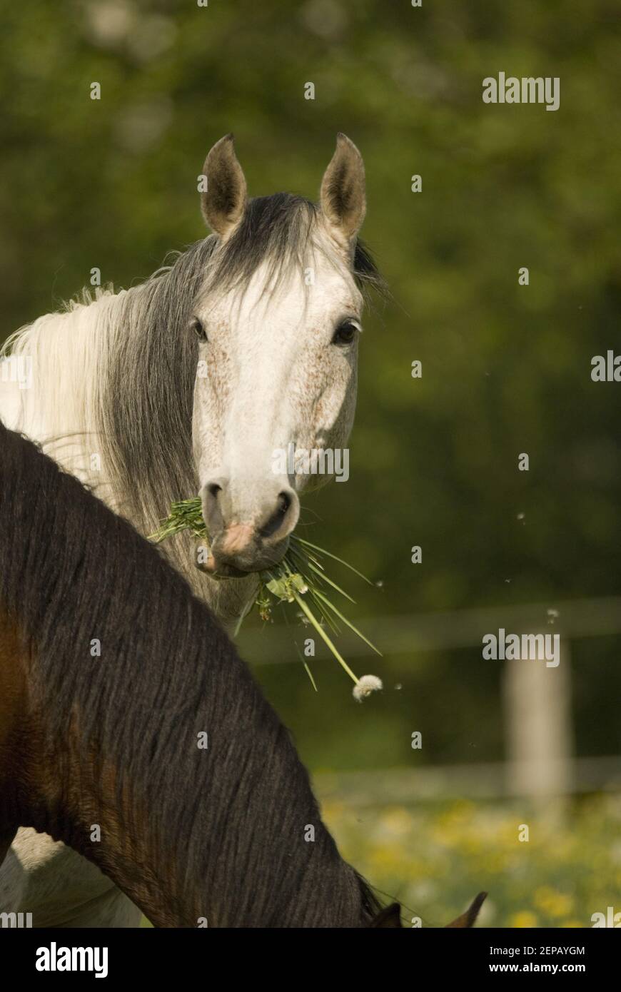 Arabian pinto pleasure portrait Stock Photo - Alamy
