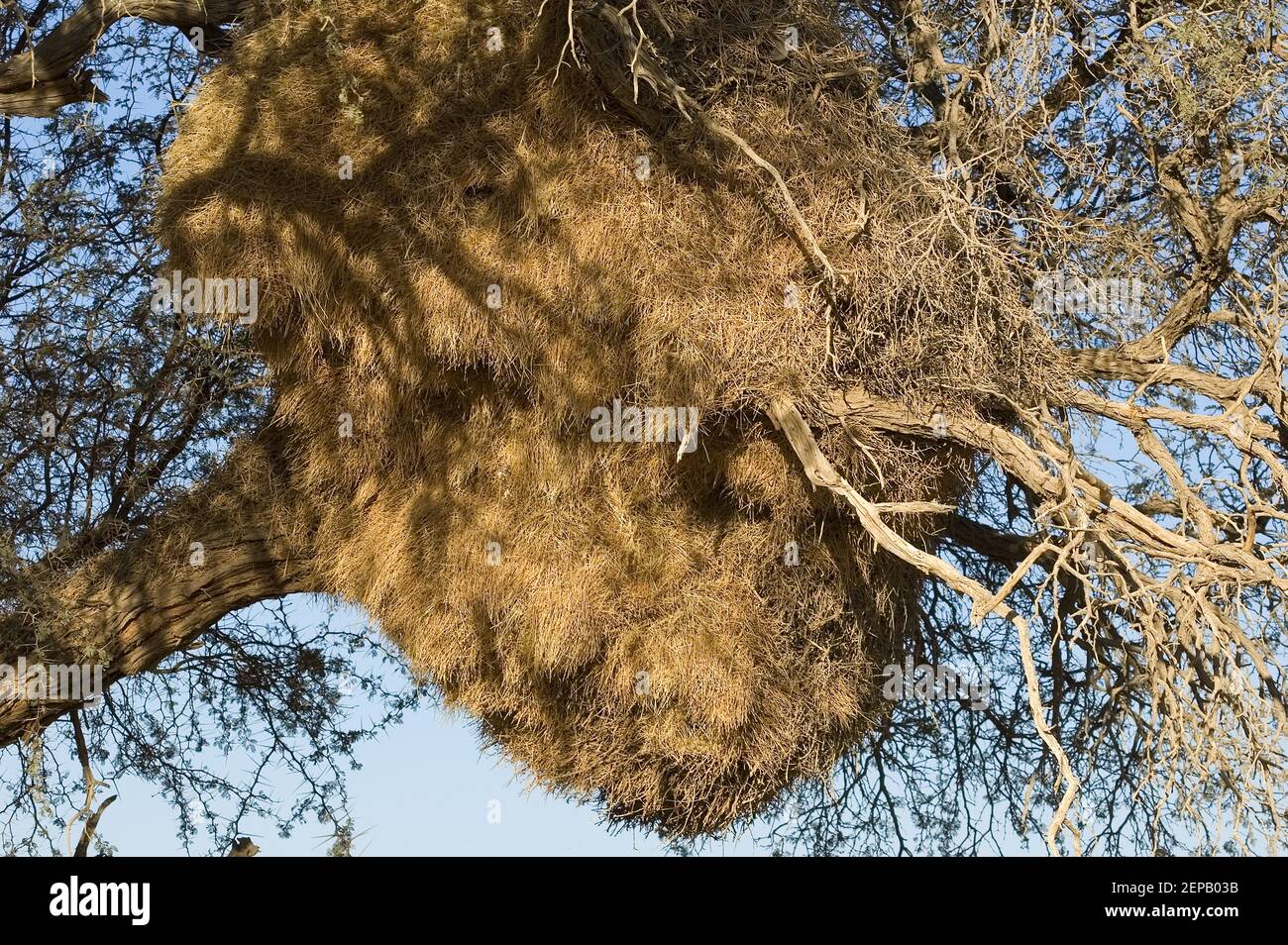 Songbird singing nest hi-res stock photography and images - Alamy