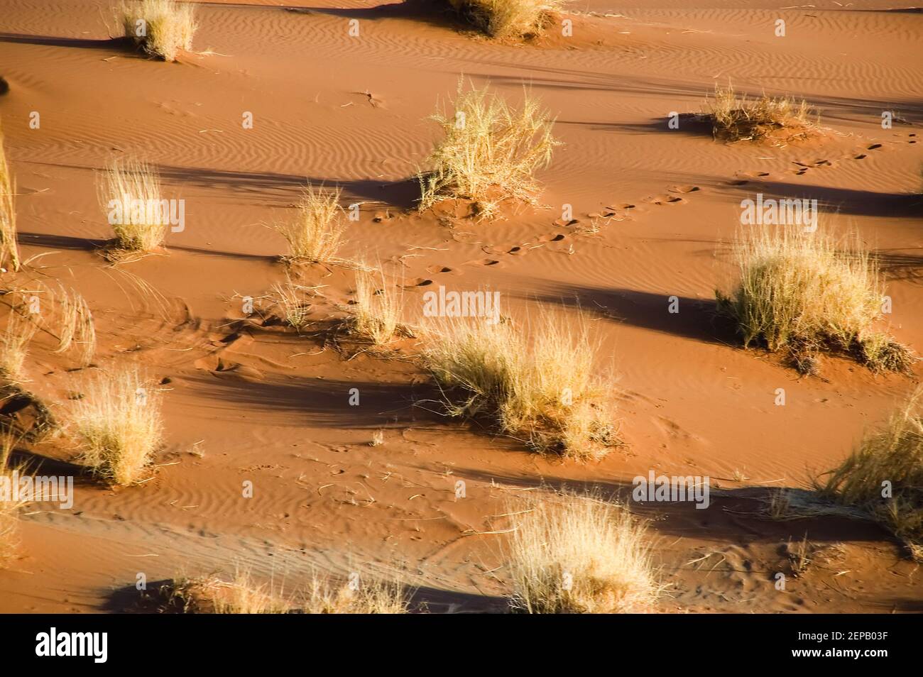 Oryx track hi-res stock photography and images - Alamy