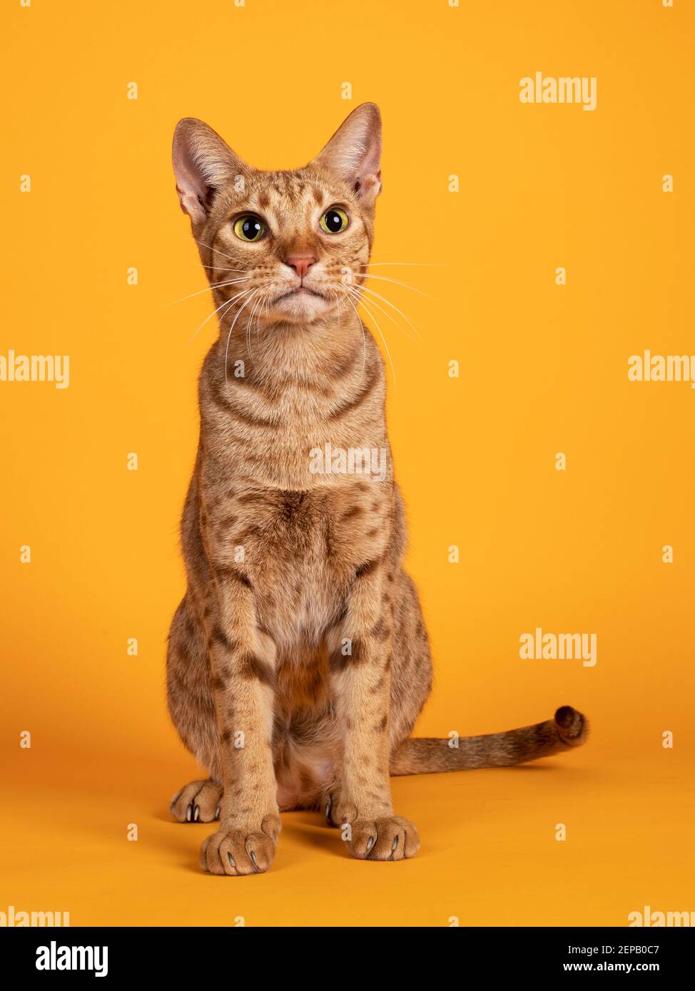 Handsome adult male Ocicat cat, sitting up facing front. Looking ...