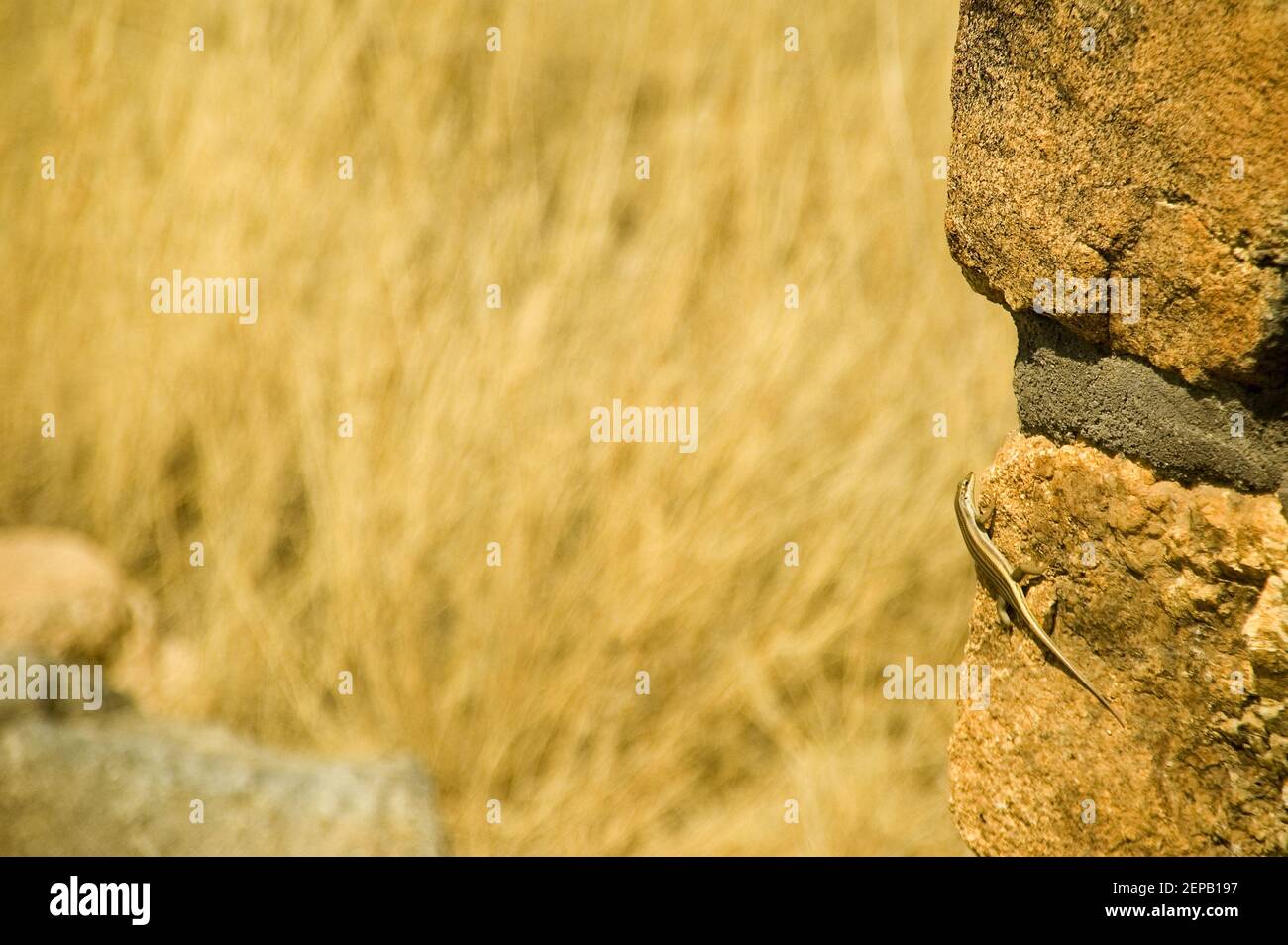 Lizard on the wall Stock Photo - Alamy