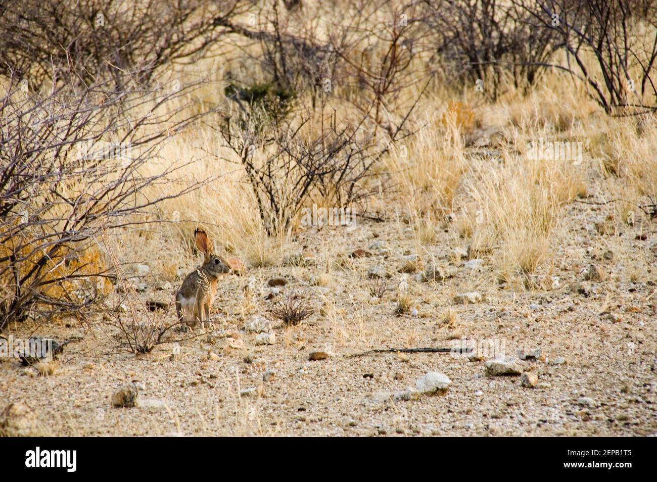 African savannah hares hi-res stock photography and images - Alamy
