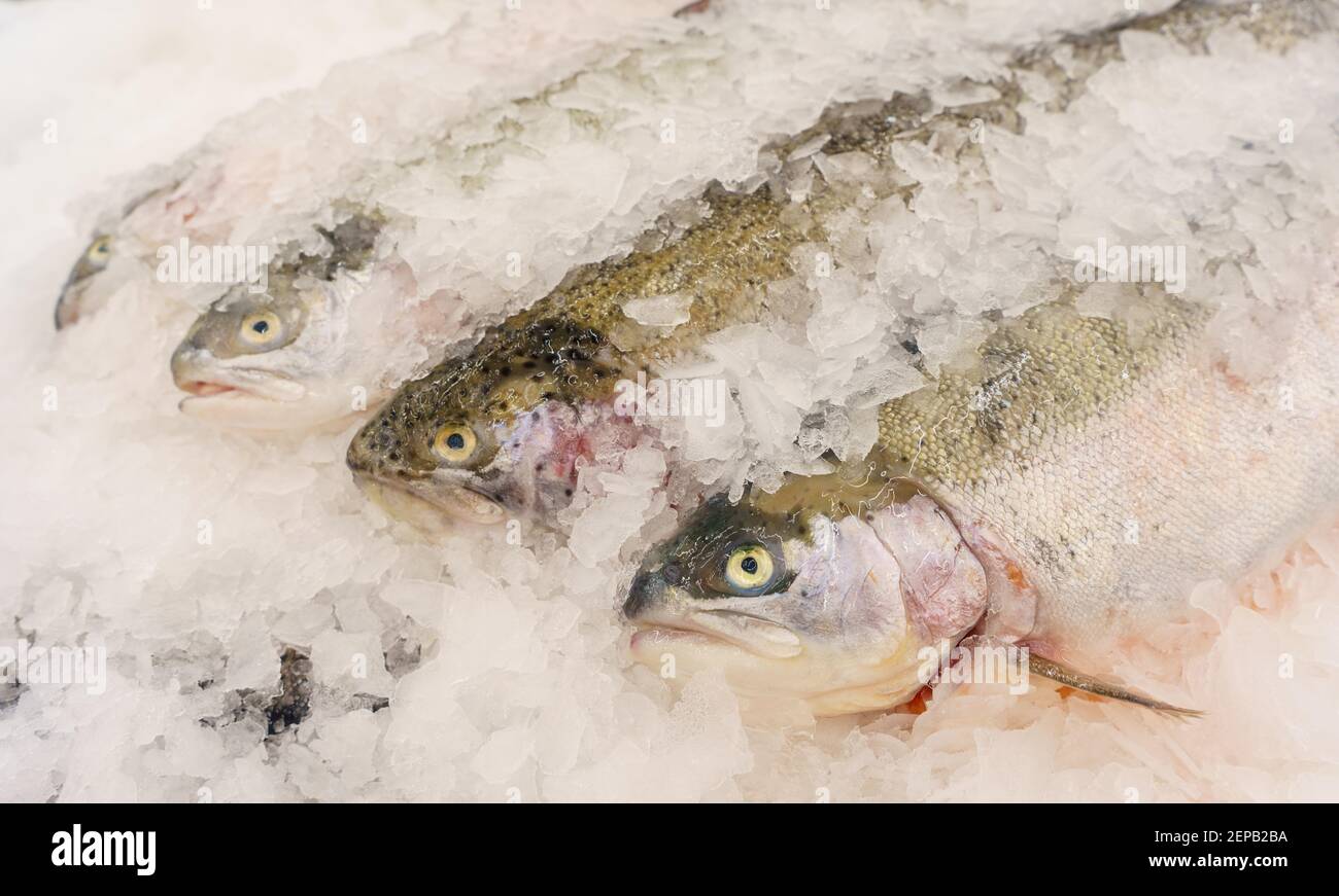 Rainbow trout fish on ice at the fish market Stock Photo - Alamy