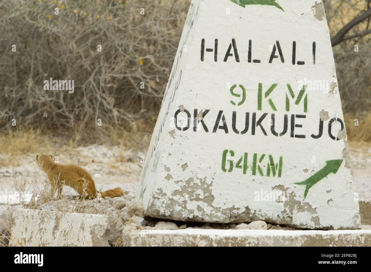 A yellow mongoose and a traffic sign Stock Photo - Alamy