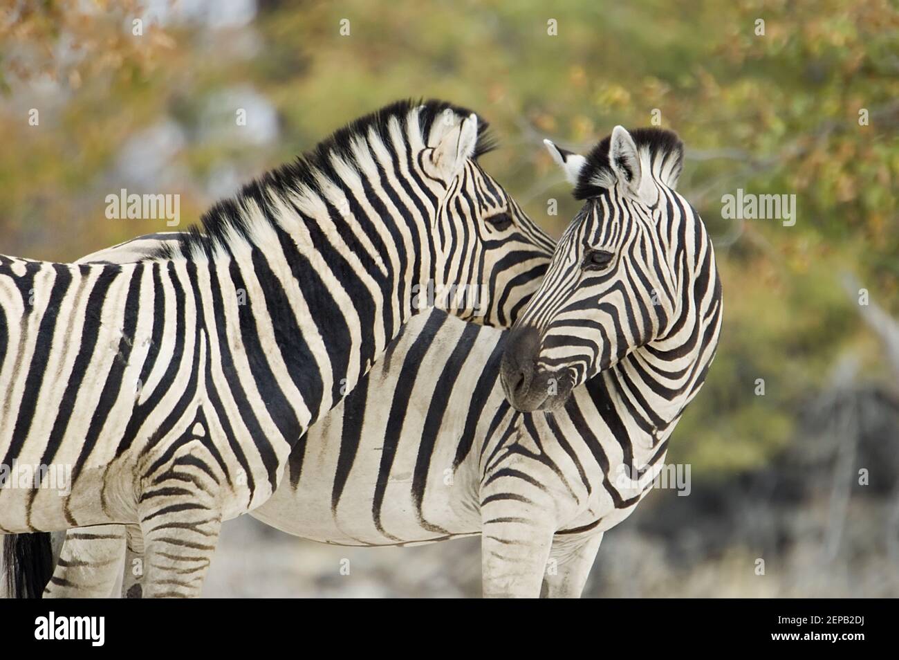 Horses in love black and white hi-res stock photography and images - Alamy