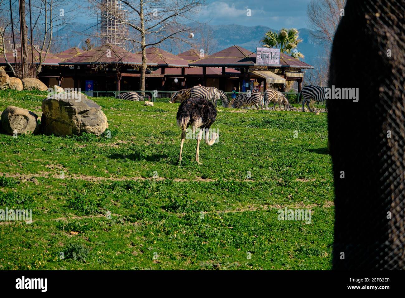 Wild turkey nest hi-res stock photography and images - Alamy