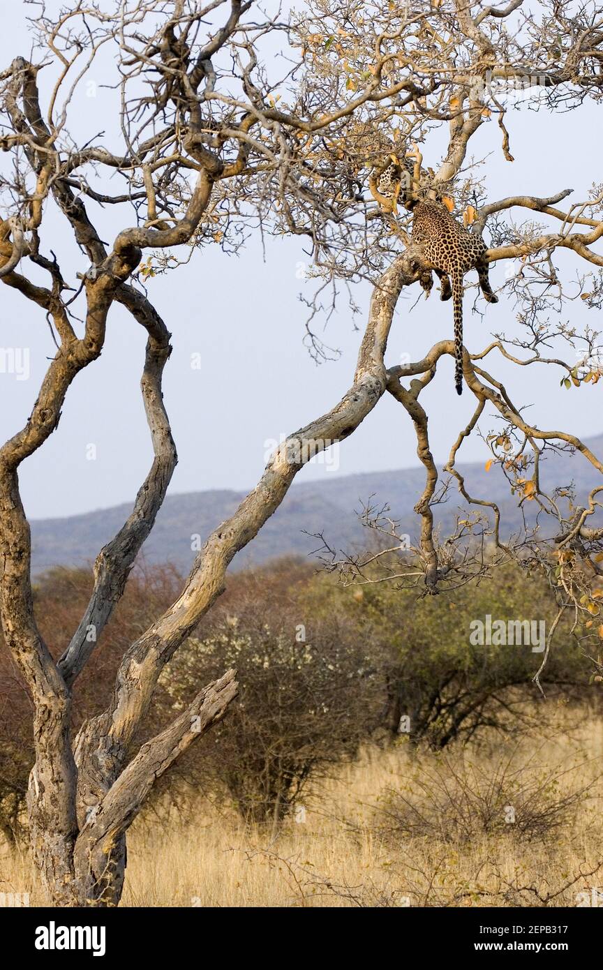 Hanging leopard hi-res stock photography and images - Alamy