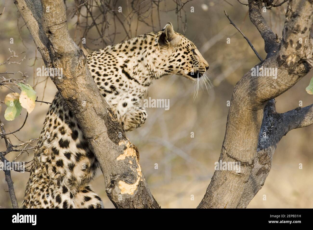 Leopard in a tree Stock Photo - Alamy